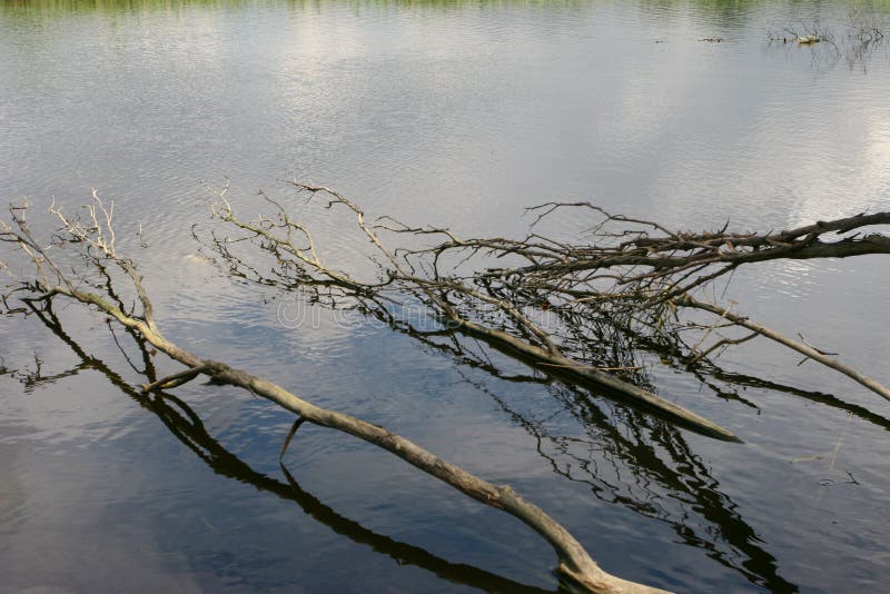 A Roots of Trees in the Water. Reflection of Tree Branches Stock Photo ...
