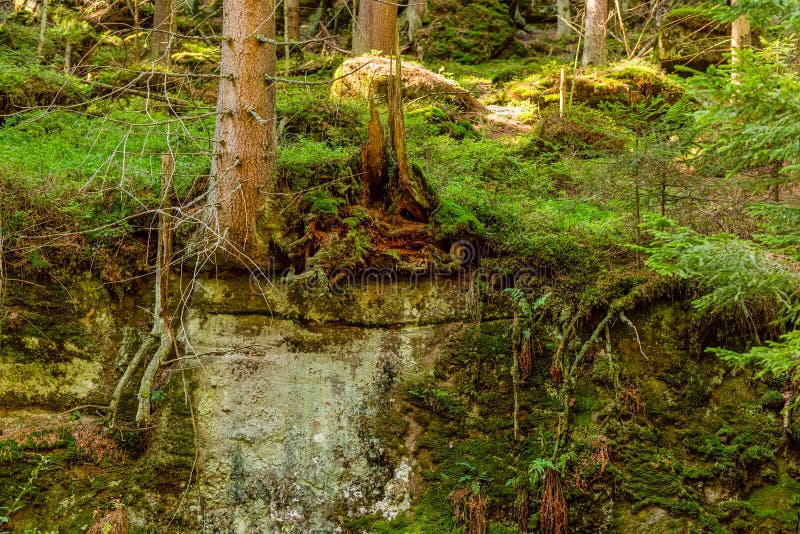 Roots of Trees Which Grows on a Stones in a Deep Forest in Table ...