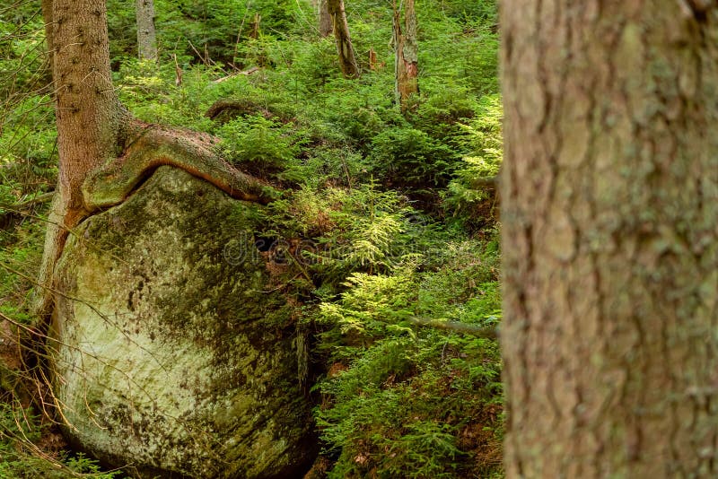 Roots of Trees Which Grows on a Stones in a Deep Forest in Table ...