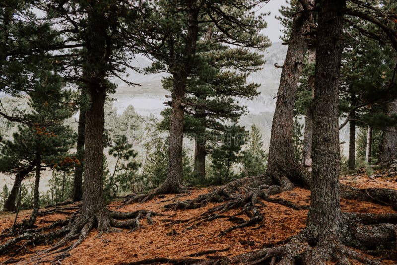 The Roots of the Trees and the Yellow Needles Stock Image - Image of ...