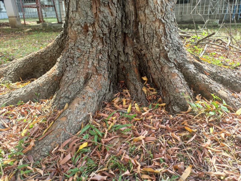 The roots of Trembesi Tree stock photo. Image of nature - 219024484