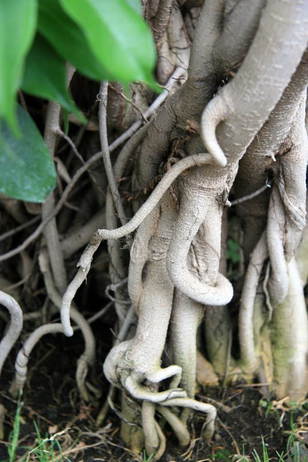 Roots stock photo. Image of roots, plant, flora, tree - 79250226