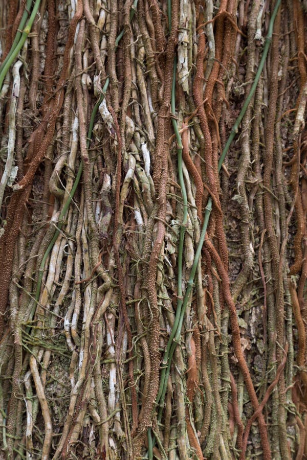 Lianas Woody Roots Crossing and Twisting Around Tree Stock Photo ...