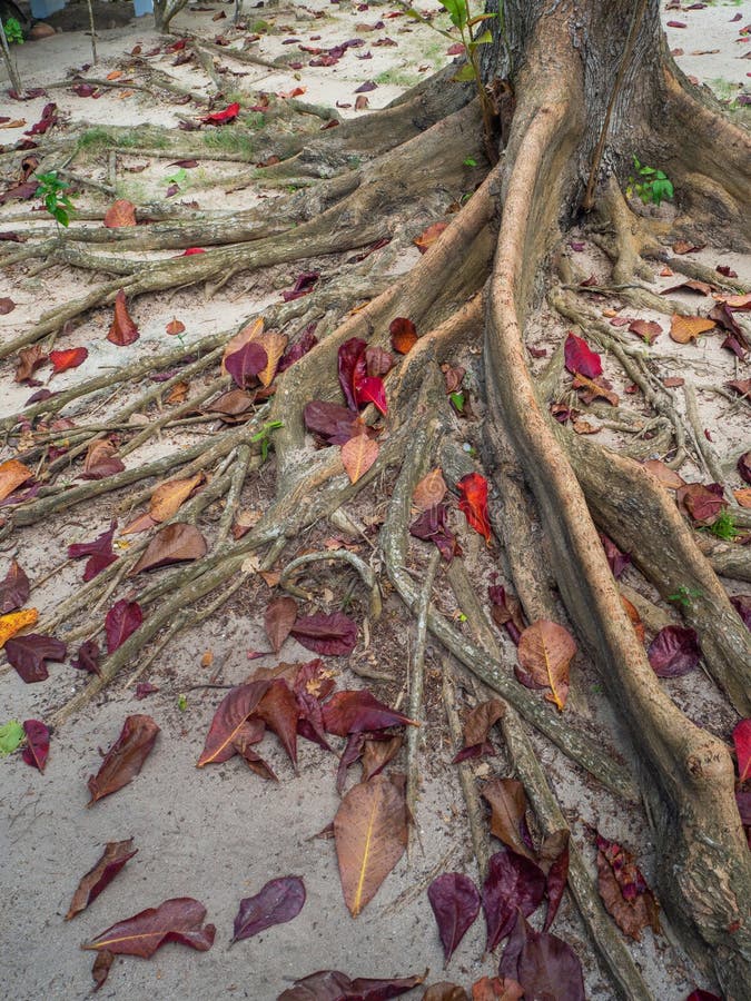The Roots of a Tropical Tree Stock Photo - Image of floor, park: 144686018