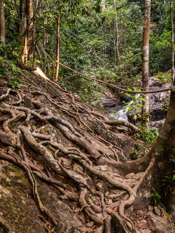 The Roots of a Tropical Tree Stock Photo - Image of floor, park: 144686018