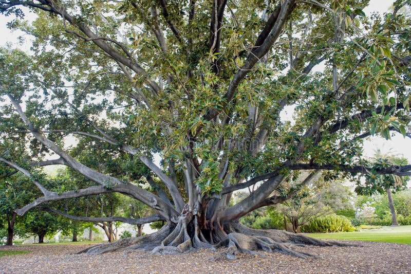 Ficus Tree Botanical Garden Sydney, Royal Botanic Gardens Sydney ...