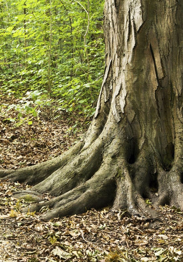 Roots and Trunk of an Old Tree in the Forest Stock Image - Image of ...