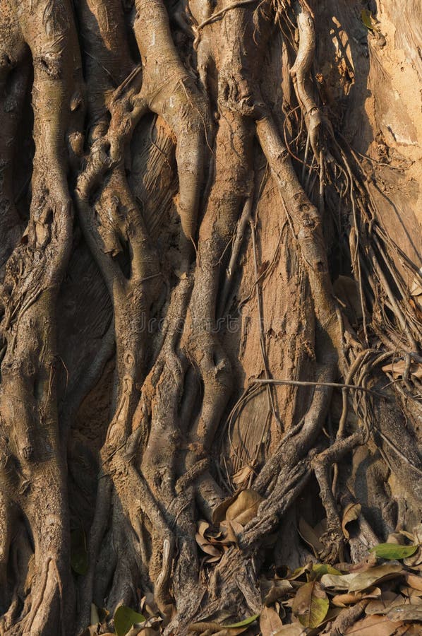 Roots and trunk of tree stock photo. Image of nature - 38525810
