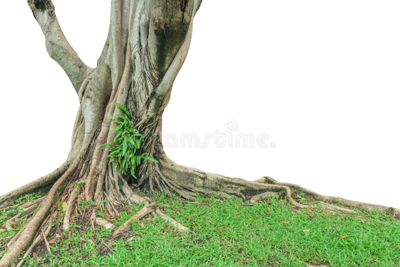 Tree Trunk Isolated on White Stock Photo - Image of green, summer: 86653010