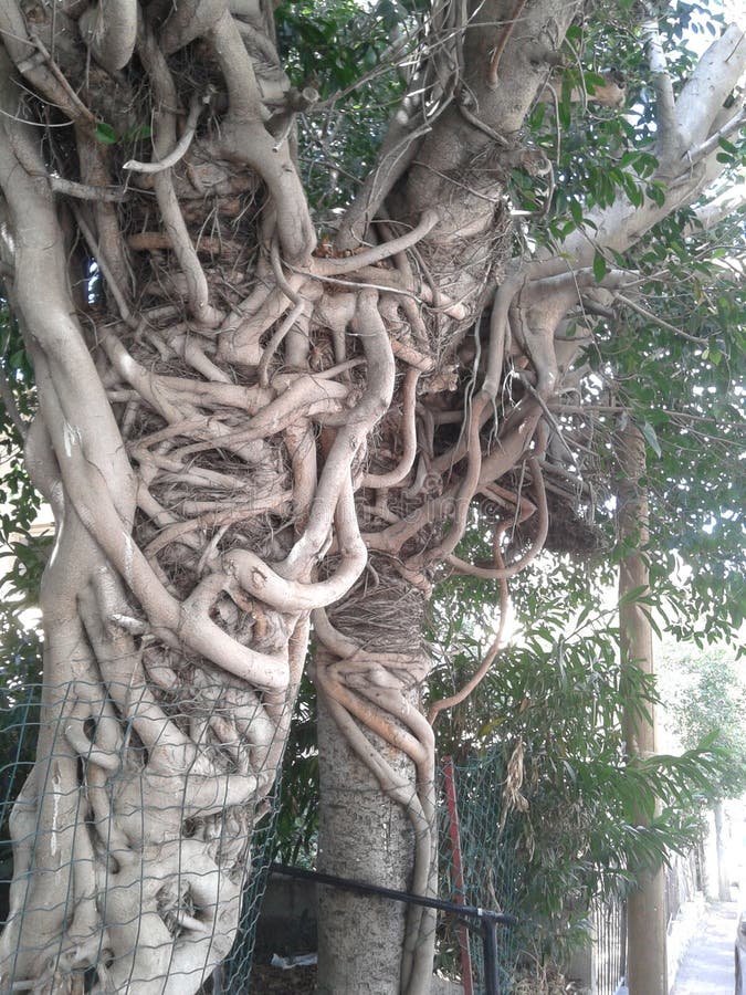 Banyan Trees Roots stock image. Image of roots, banyan - 120357825