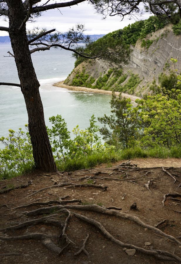 Roots Under Pine Tree and Over the Sea Level Stock Image - Image of ...
