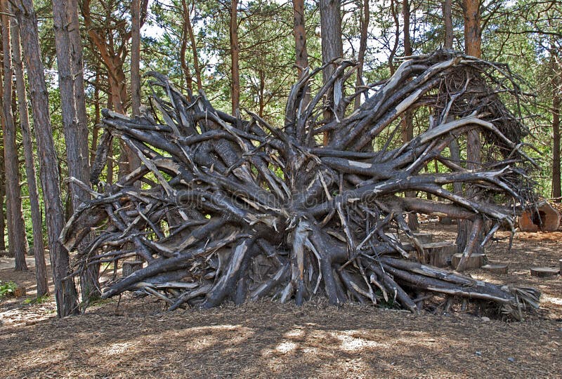 Roots of uprooted tree stock image. Image of soil, woods - 21789143