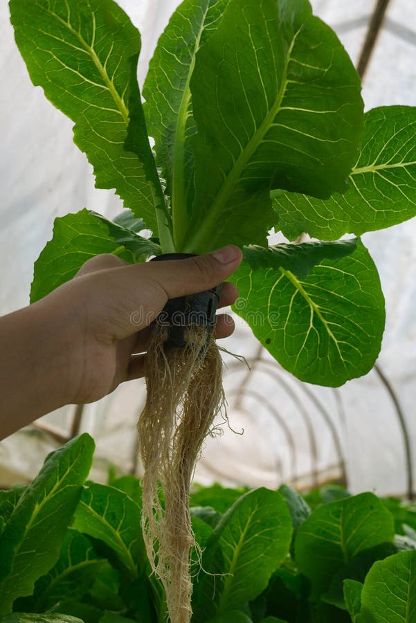 Roots of vegetable stock photo. Image of agricuolture - 67042374