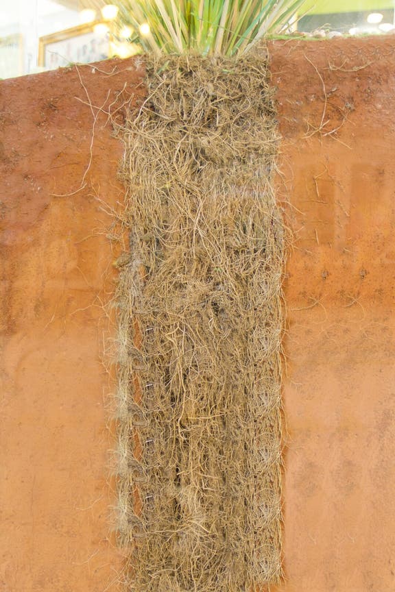 The roots of Vetiver stock image. Image of green, grove - 85316635