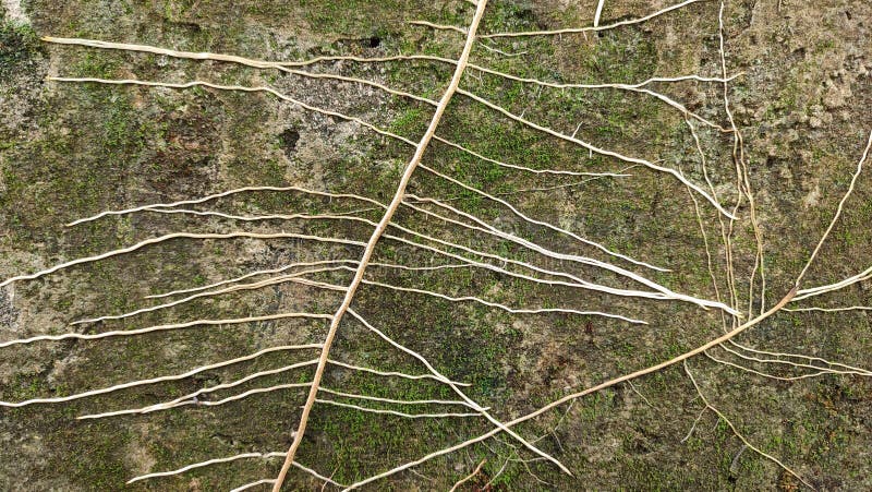 The roots vine on the wall stock image. Image of detail - 263018131