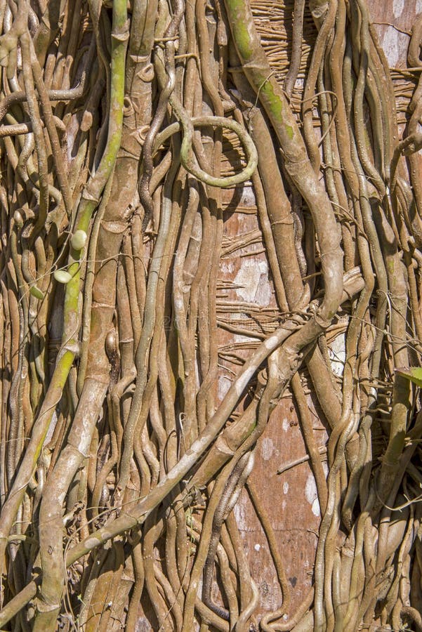 Roots and Vines Around Tree Stock Image - Image of environment, nature ...