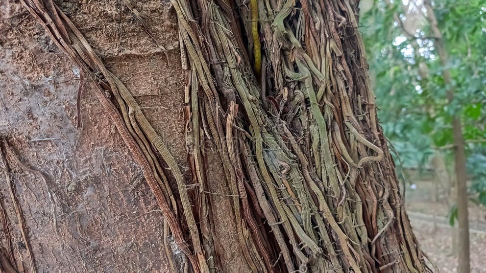The Roots of Vines that Run Up the Trunk of a Tree Stock Image - Image ...