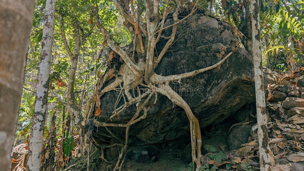 Roots and Vines of a Tree Spread on a Large Rock Stock Image - Image of ...