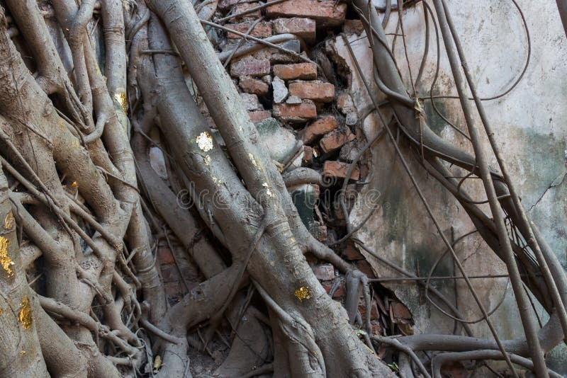 Roots on wall. stock image. Image of branch, texture - 87876799