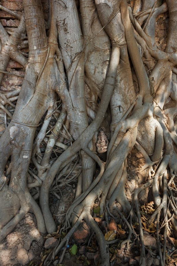 Roots on wall. stock photo. Image of plant, branch, pattern - 87877560