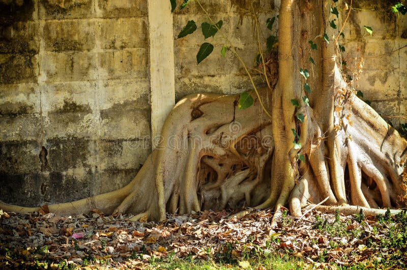 Roots on wall stock photo. Image of rainforest, built - 90282152