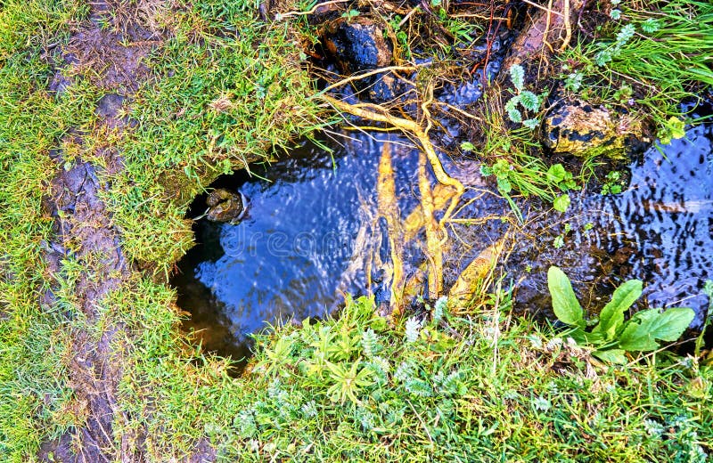 Roots in the Water between Grass and Small Green Plants. Nature ...