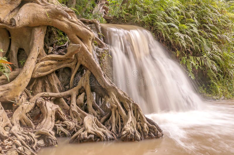 Tree Roots stock image. Image of outdoor, tree, brown - 28190057