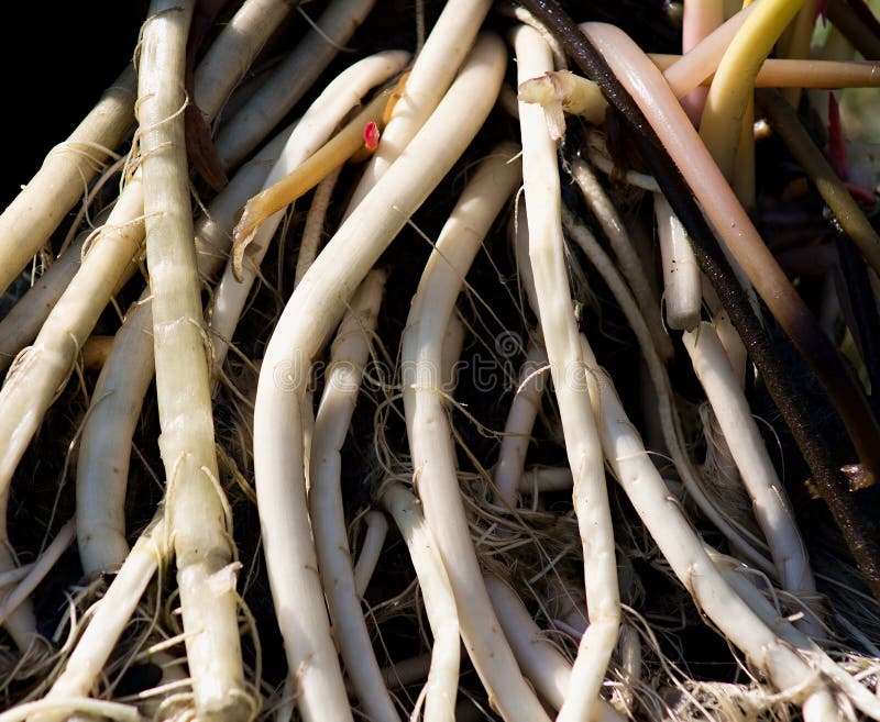 476 Fat Roots Stock Photos - Free & Royalty-Free Stock Photos from ...