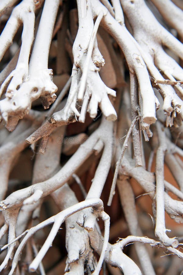 Roots stock image. Image of sticks, white, root, fuel - 79231999