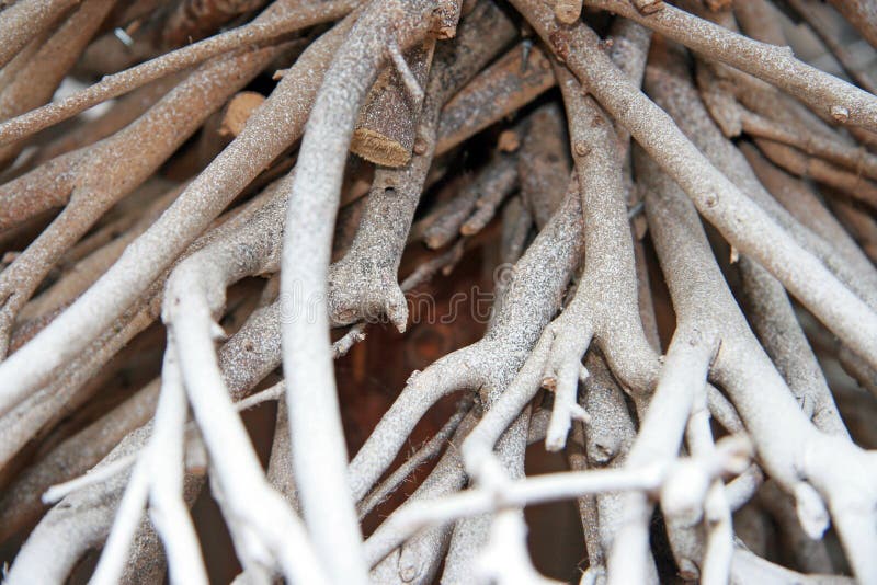 Roots stock photo. Image of small, roots, white, dried - 79232234