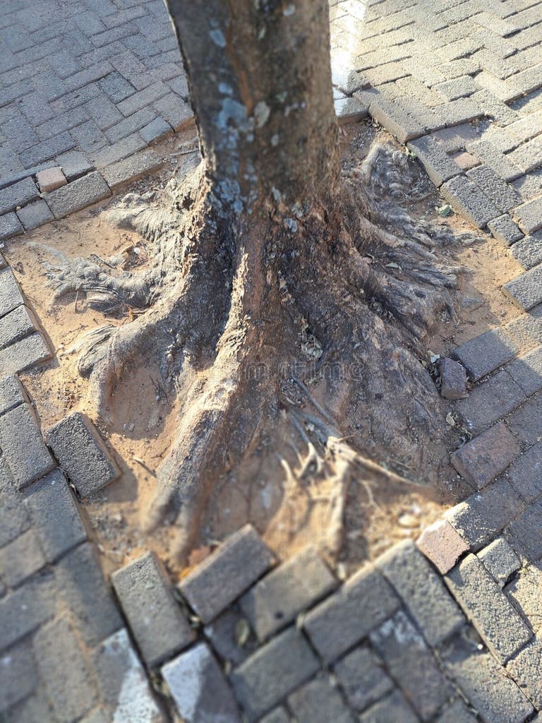 637 Buttress Roots Stock Photos - Free & Royalty-Free Stock Photos from ...