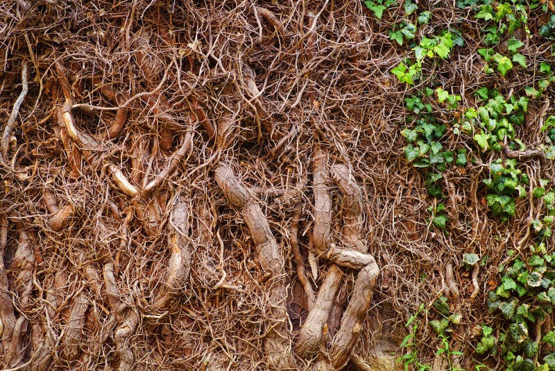The Roots of Wild Ivy on the Wall. Background of Ivy Roots Stock Image ...