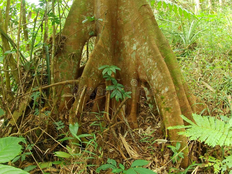 Roots and wood stock image. Image of wood, green, nature - 229539997