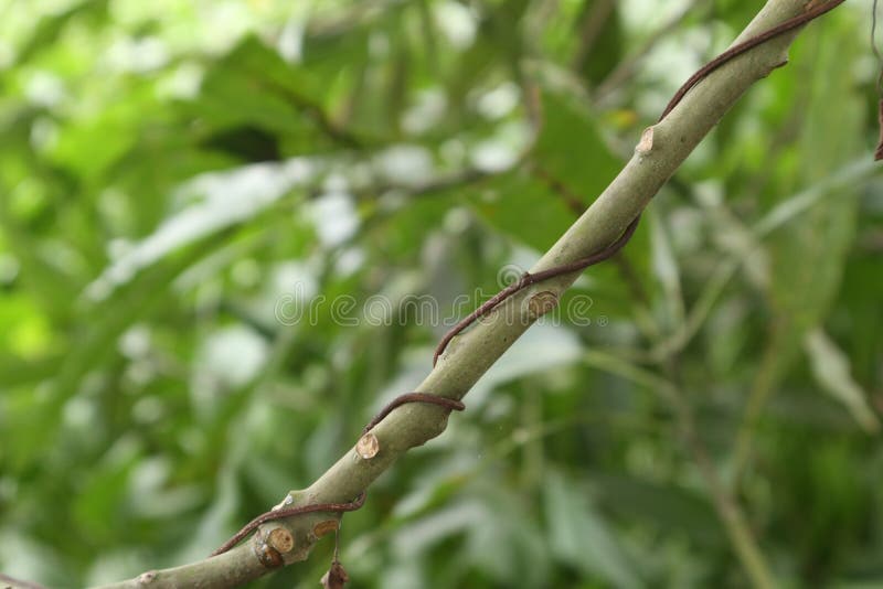 Roots Wrapped Around Branches Stock Photo - Image of grass, leaves ...