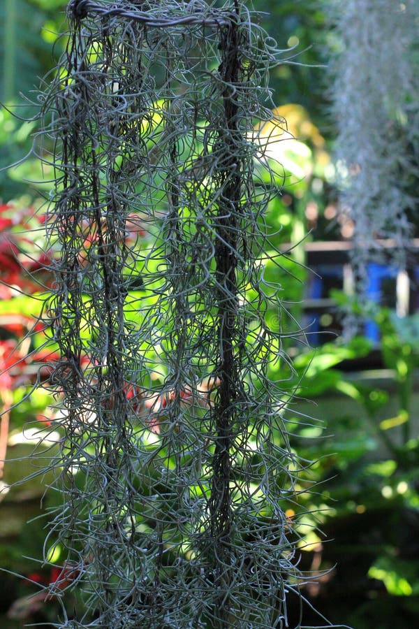 Roots Wrapped Around Thetree Trunk Stock Photo - Image of mountain ...