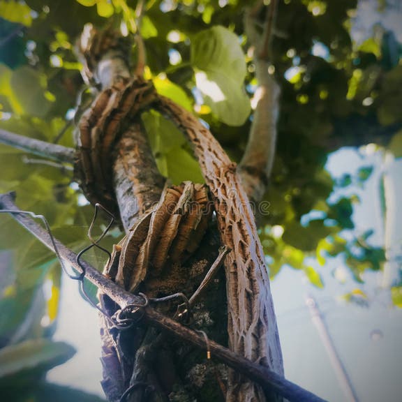 Roots Wrapped Around Tree Trunks Stock Photo - Image of tree, root ...