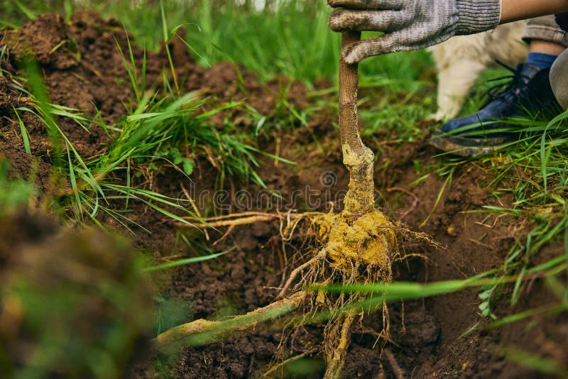 The Roots of a Young Plant when Planted in the Ground in a Deep Hole ...