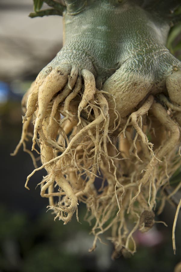 The Roots of Young Trees, Azalea Blur Stock Photo - Image of azalea ...