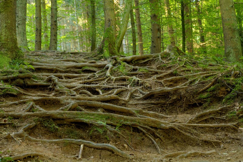 Wizard tree with roots stock photo. Image of tree, ancient - 1323600
