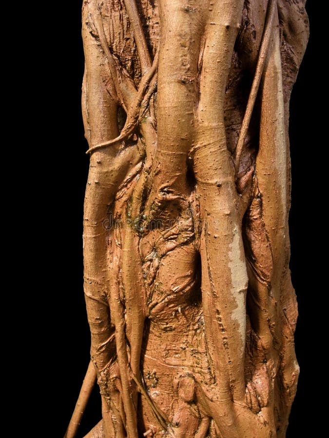 Rooty stem stock image. Image of isolated, interleaved - 34310561