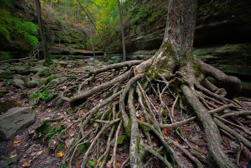 Rooty Tree at Matthiessen State Park Stock Image - Image of root, rocky ...