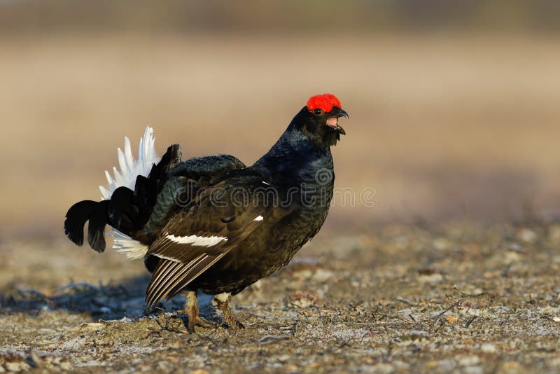 Orre Tetraotetrix, Lekking Trevlig Svart Fågel I Marsklan, Rött ...