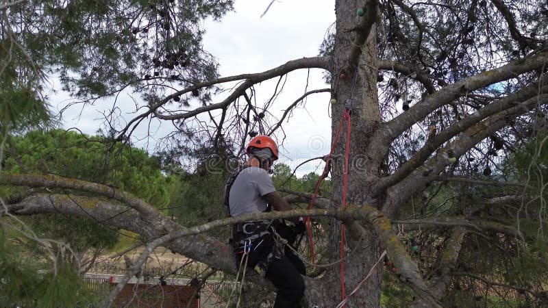 Rope Access Technician Preparing Material for Tree Pruning Stock Video ...