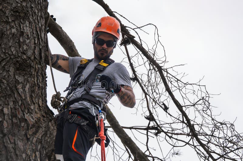 Rope Access Technician Pruning Dead Branches of a Tree Stock Photo ...