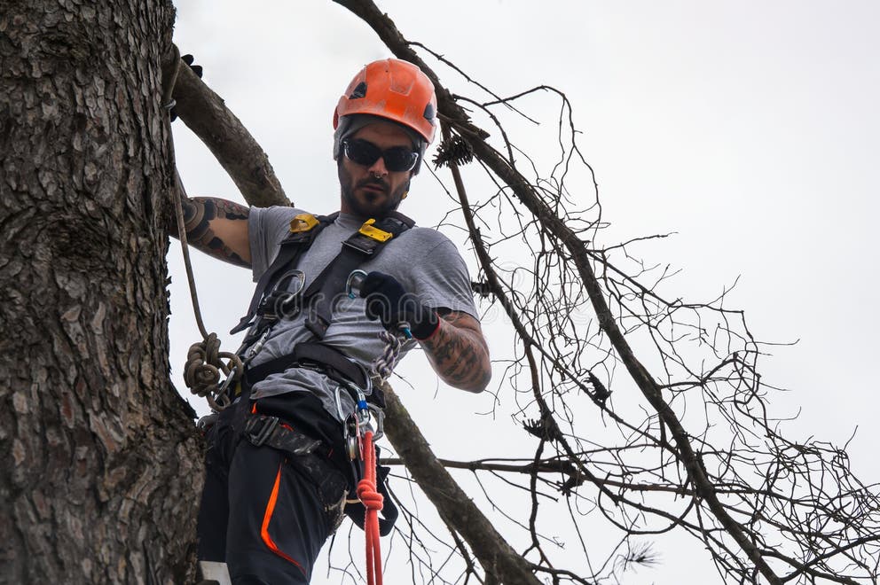 Rope Access Technician Pruning Dead Branches of a Tree Stock Photo ...