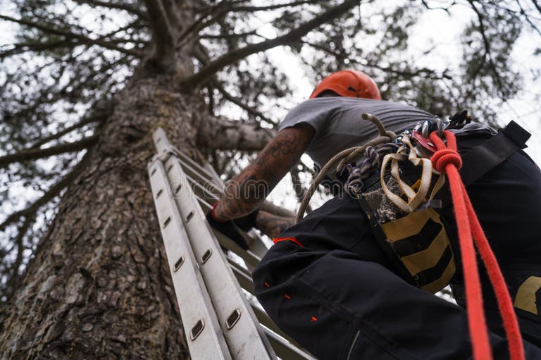 Rope Access Technician Pruning Tall Trees Safely Stock Photo - Image of ...