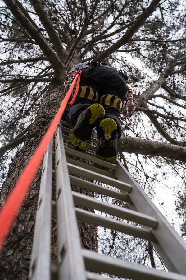 Rope Access Technician Pruning Tall Trees Safely Stock Photo - Image of ...