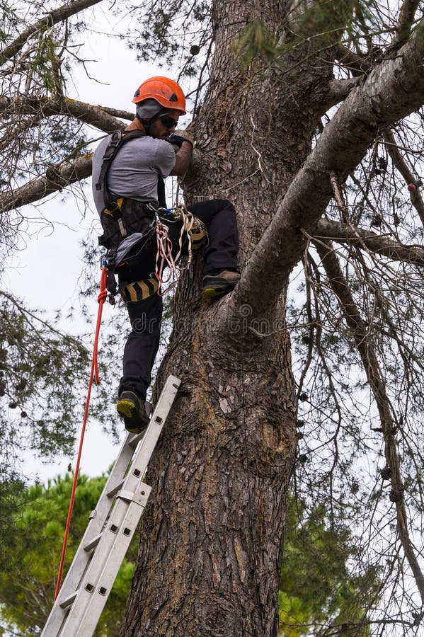 Rope Access Technician Pruning Trees with Ladder and Safety Equipment ...