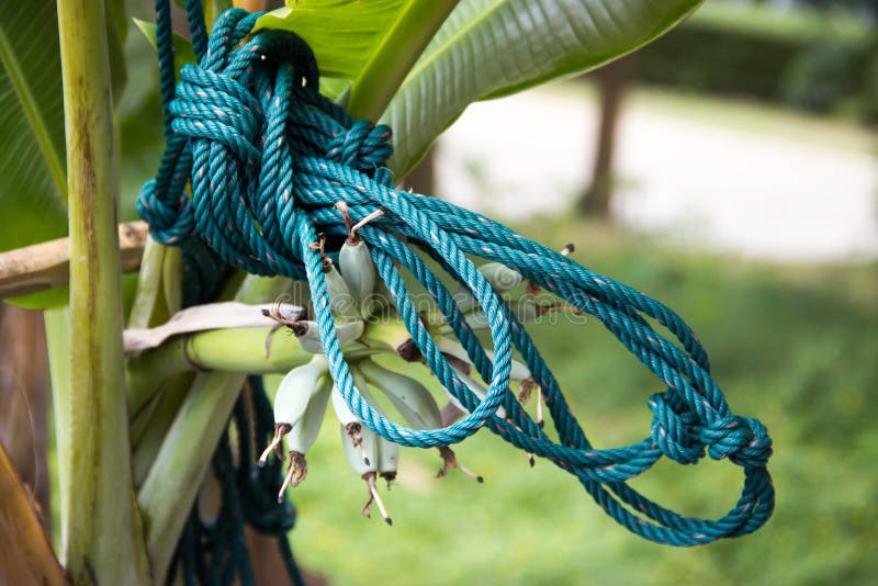 Rope on the banana tree. stock image. Image of blue, rope - 81431301