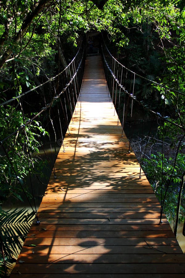Rope bridge stock photo. Image of rainforest, construction - 24397486
